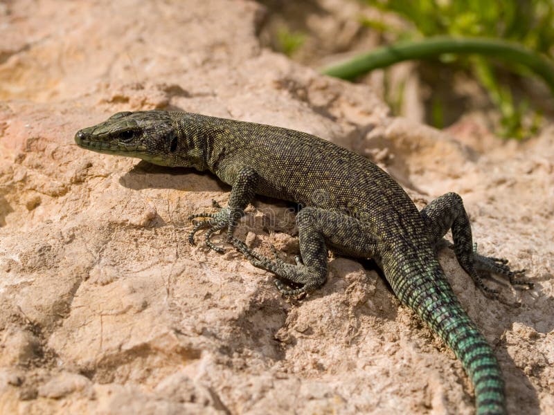 Sharp Snouted Lizard, Dalmatolacerta Oxycephala Stock Image - Image of ...