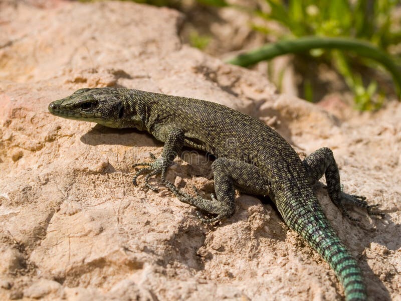 Sharp Snouted Lizard, Dalmatolacerta Oxycephala Stock Image - Image of ...