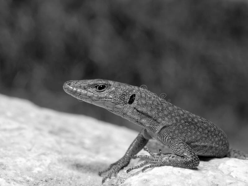 Sharp Snouted Lizard, Dalmatolacerta Oxycephala Stock Photo - Image of ...