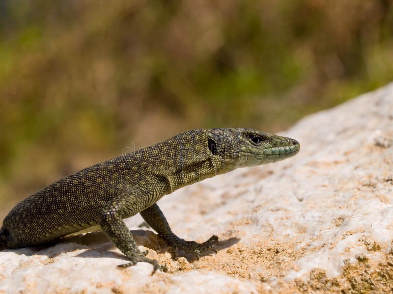 Sharp Snouted Lizard, Dalmatolacerta Oxycephala Stock Photo - Image of ...