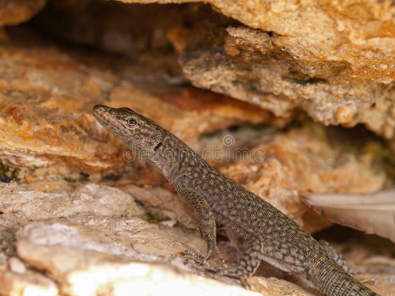 Sharp Snouted Lizard, Dalmatolacerta Oxycephala Stock Image - Image of ...