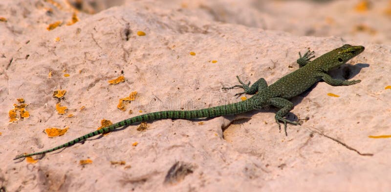 Sharp Snouted Lizard, Dalmatolacerta Oxycephala Stock Photo - Image of ...