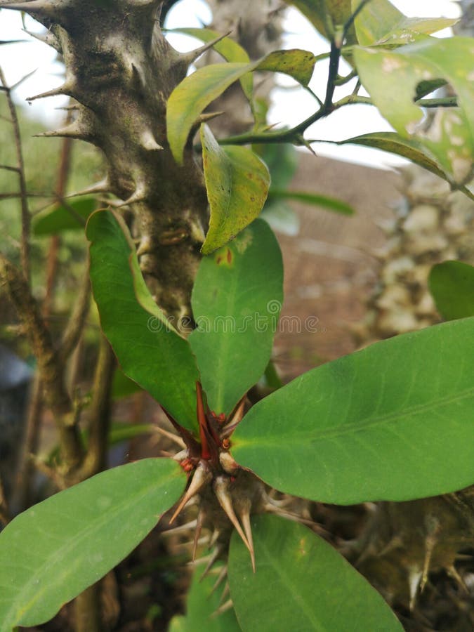 Sharp spiked tree trunks stock image. Image of blooming - 211769757