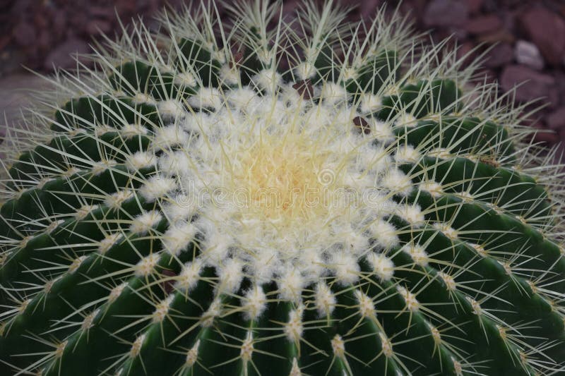 Sharp Spikes Patterned Barrel Cactus Stock Photos - Free & Royalty-Free ...