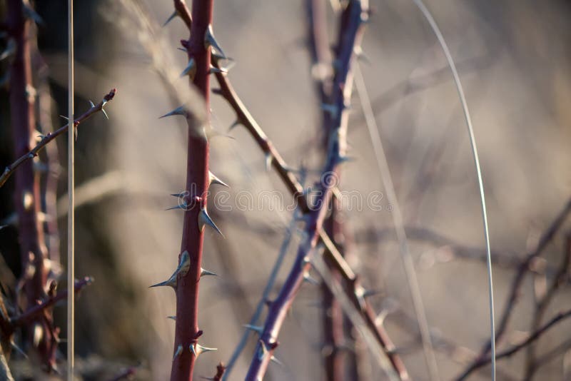 Sharp spikes stock photo. Image of prairie, green, grass - 182314456