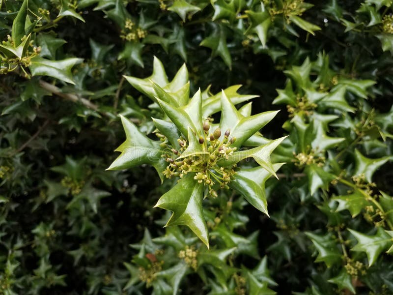 Sharp or Spiky Green Holly Leaves on Bush with Flowers Stock Photo ...