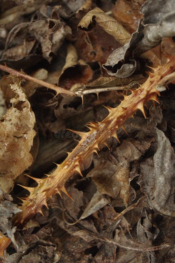 Sharp spiky thorns stock image. Image of autumn, leaves - 180701093
