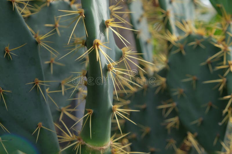 The Sharp Spines of the Opuntia Cochenillifera Cactus Tree Stock Image ...