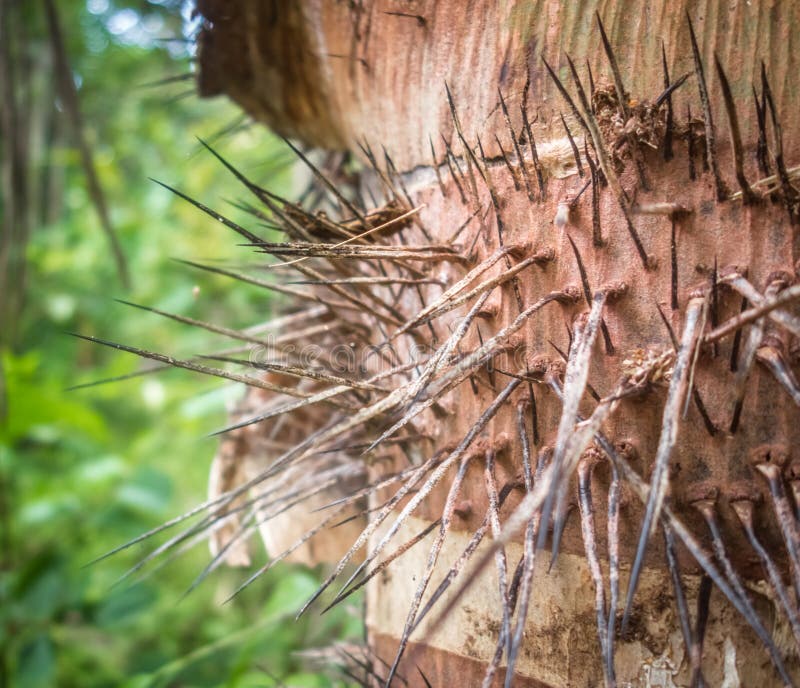 Sharp Spines of the Peach Palm Stock Image - Image of gasipaes, sharp ...