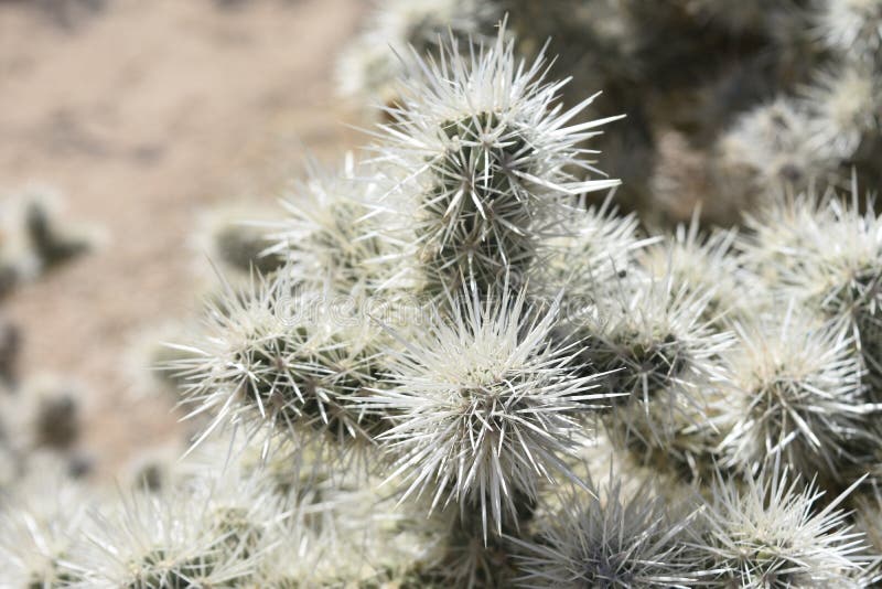 Sharp Spines on a Prickly Cholla Cactus Stock Image - Image of ...