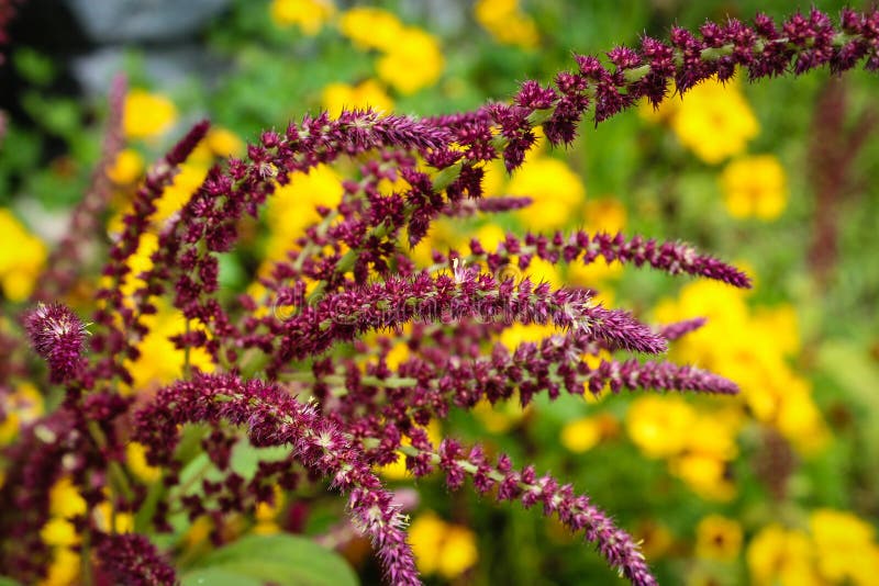 Sharp splash stock photo. Image of flowers, splash, sharp - 77079286