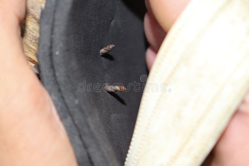 Sharp tack hurt foot stock image. Image of money, plank - 185157319