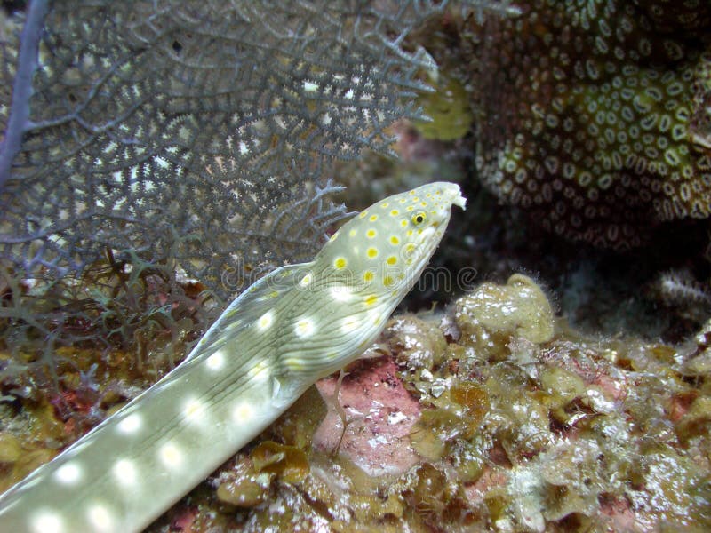 Sharp tailed eel stock photo. Image of golden, coral - 16193738