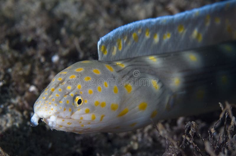 Sharp tailed eel stock photo. Image of diver, colour - 16193766