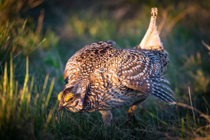Sharp-Tailed Grouse LEK stock image. Image of dancing - 92376339