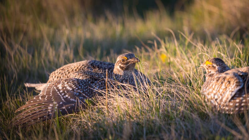 Sharp-Tailed Grouse LEK stock image. Image of environment - 92376343