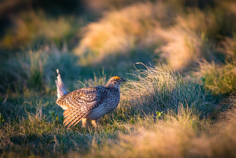 Sharp-Tailed Grouse LEK stock photo. Image of game, ornithology - 92376482
