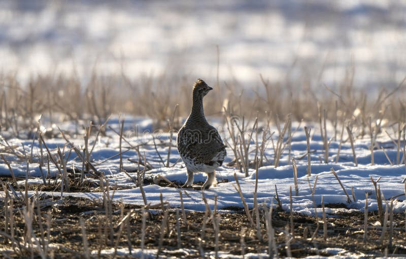 Sharp Tailed Grouse stock photo. Image of small, alberta - 269773600