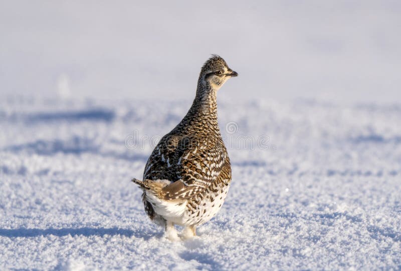 Sharp Tailed Grouse stock photo. Image of ornithology - 269771308