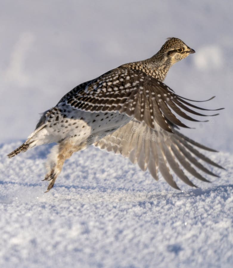 Sharp Tailed Grouse stock photo. Image of season, prairie - 269771310
