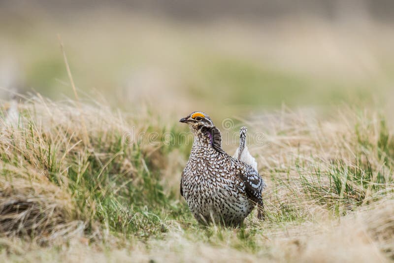 Sharp-tailed Grouse (Tympanuchus Phasianellus) Stock Photo - Image of ...