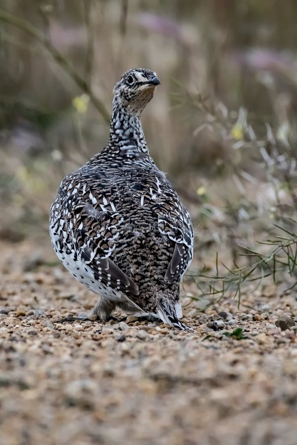 Sharptailed Grouse Female 830194 Stock Image - Image of game, minnesota ...