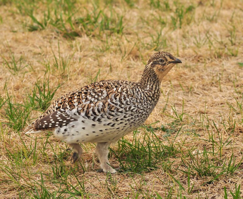 Sharp-Tailed Prairie Grouse Another View Stock Photo - Image of light ...