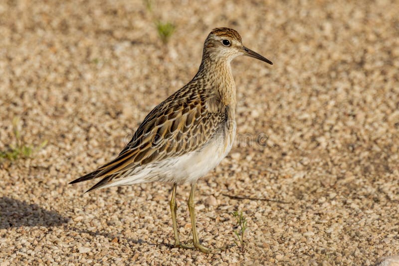 Sharp-tailed Sandpiper in South Australia Stock Photo - Image of ...