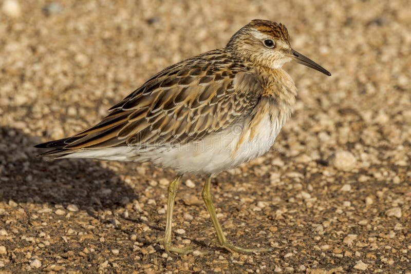 Sharp-tailed Sandpiper in South Australia Stock Image - Image of birds ...