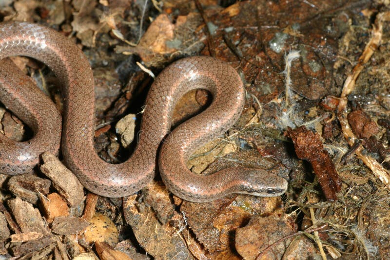 Sharp-tailed Snake (Contia Tenuis) Stock Image - Image of tailed ...