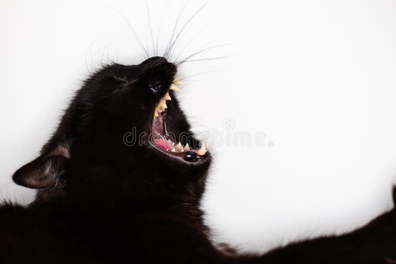 Sharp teeth of black cat stock photo. Image of black - 193203746