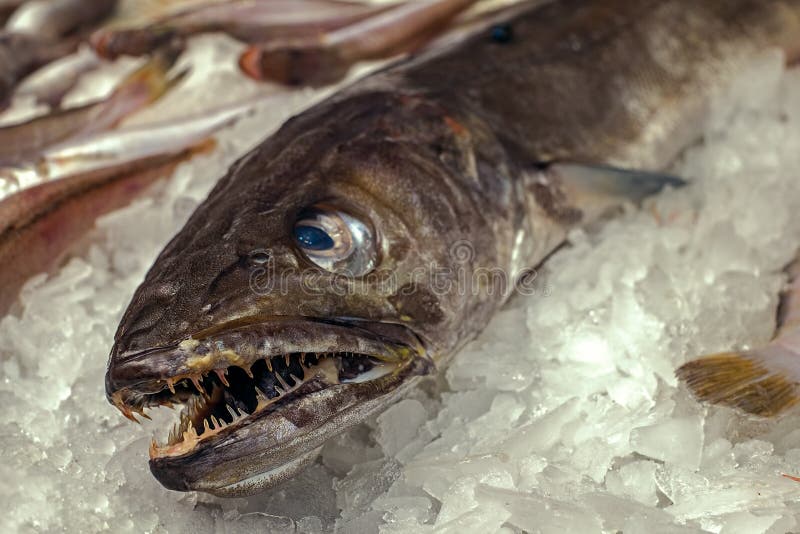 Sharp teeth close view stock image. Image of salmon - 113554465