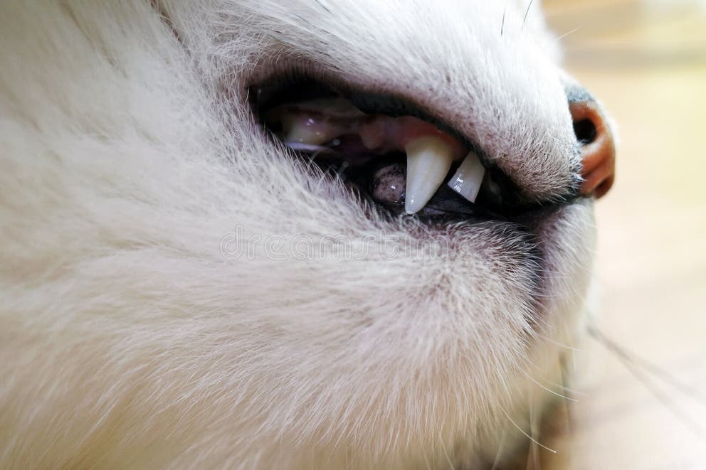 Weapon of cute cat stock image. Image of danger, cute - 254320747