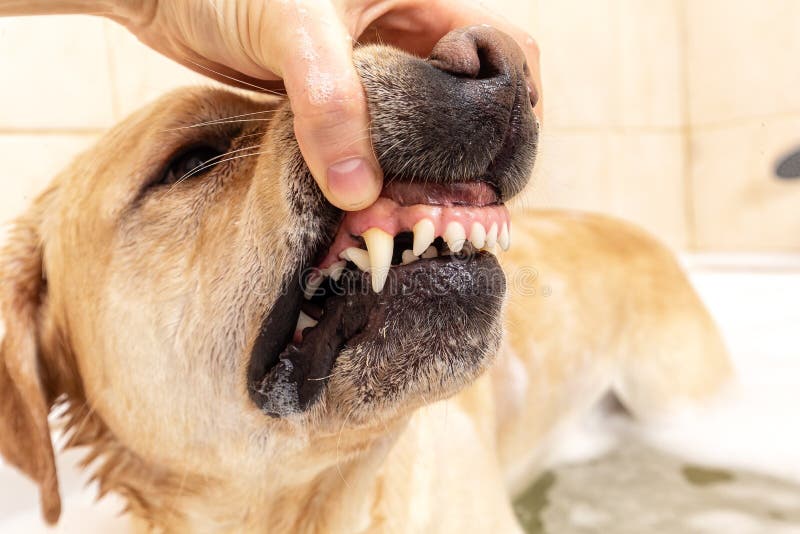 Sharp Teeth of a Dog. the Powerful Teeth of Labrador. Sharp Fangs Stock ...