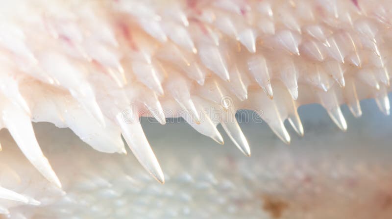 Sharp Teeth in the Mouth of a Pike. Stock Image - Image of fisherman ...