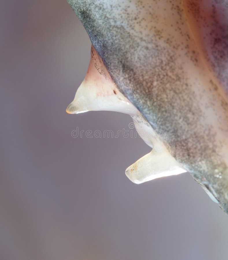 Sharp Teeth in the Mouth of a Pike. Stock Image - Image of animal ...