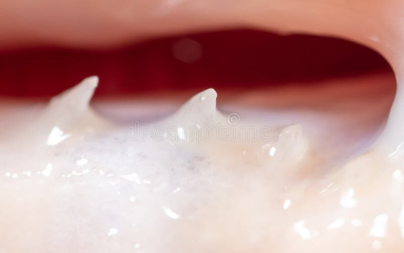 Sharp Teeth of a Trout Fish As a Background Stock Photo - Image of ...