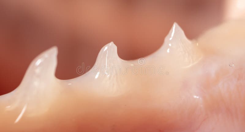 Sharp Teeth of a Trout Fish As a Background Stock Image - Image of ...