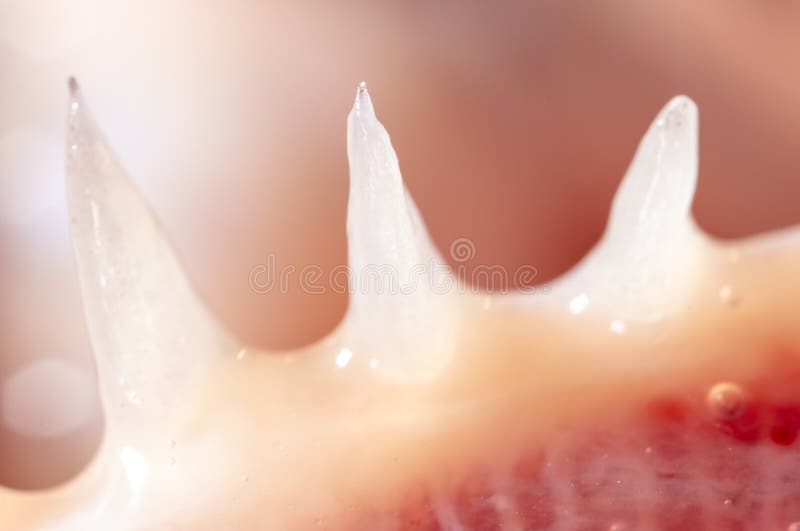 Sharp Teeth of a Trout Fish As a Background Stock Image - Image of ...