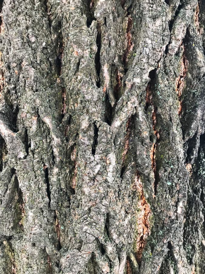 Sharp texture of tree bark stock image. Image of plant - 166045673