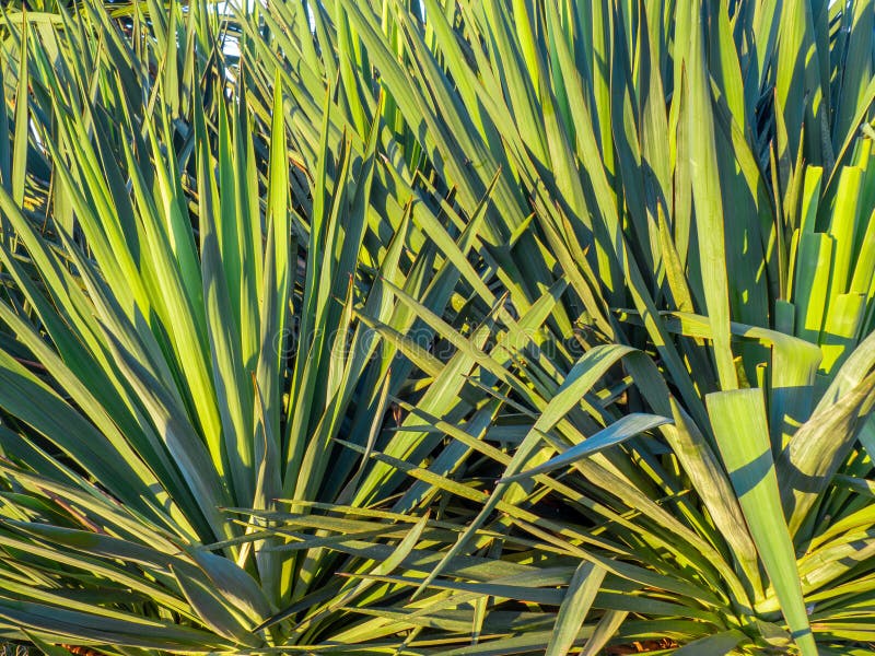 Sharp, Thin Palm Leaves Against the Sky. Background from Plants Stock ...