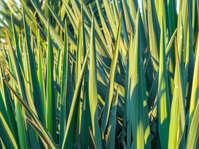 Sharp, Thin Palm Leaves Against the Sky. Background from Plants Stock ...