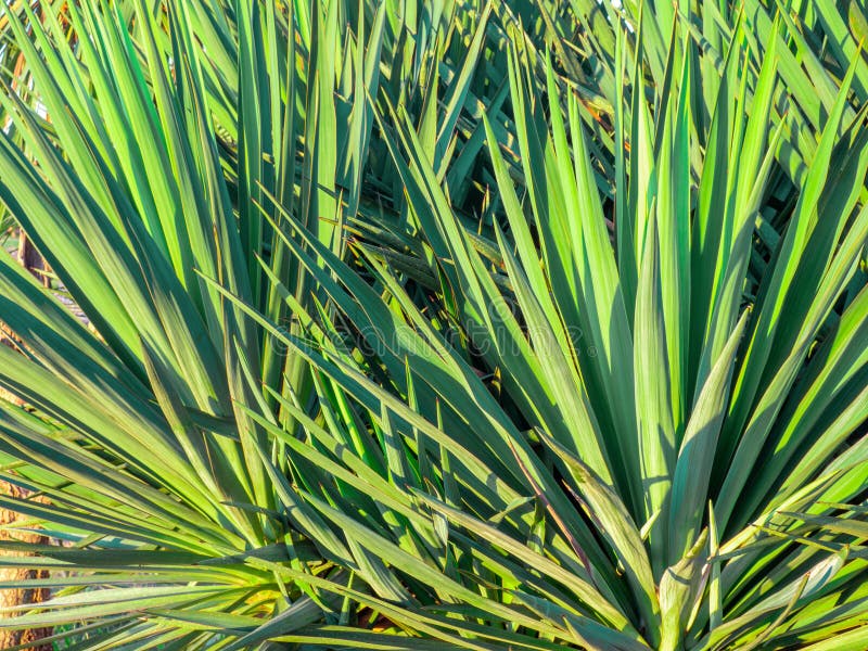Sharp, Thin Palm Leaves Against the Sky. Background from Plants Stock ...
