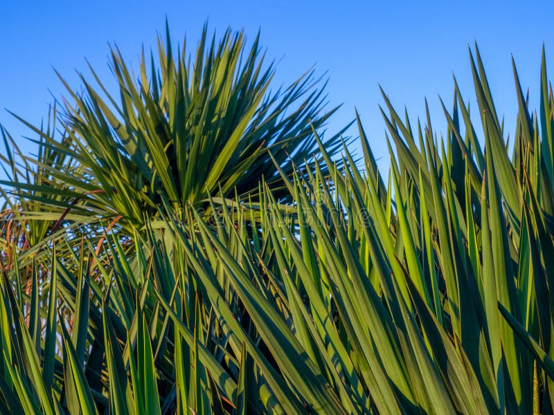 Sharp, Thin Palm Leaves Against the Sky. Background from Plants Stock ...