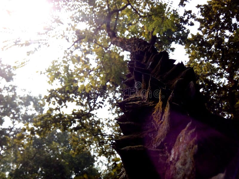 Sharp thing stock photo. Image of naturally, tree, sharp - 107879776