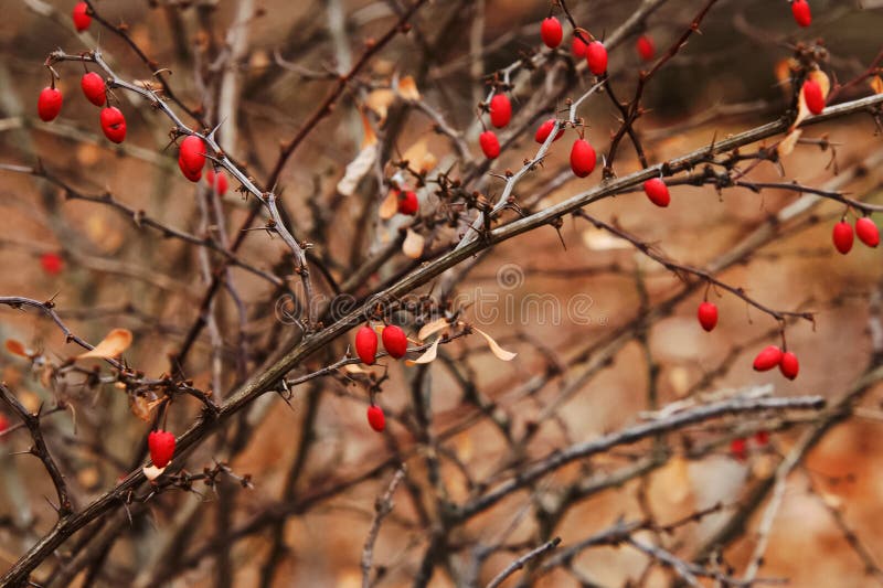 Sharp Thorn Bush with Bright Red Berries Stock Photo - Image of forest ...