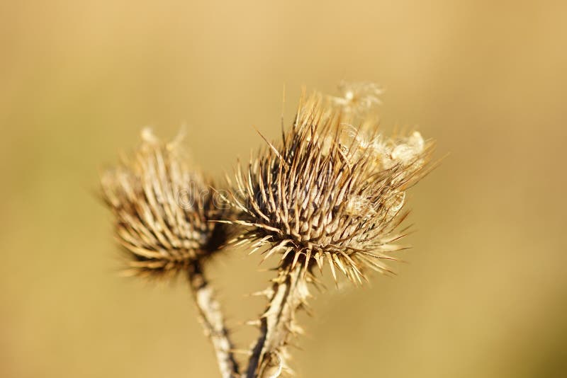 Sharp Thorn Dry Plant Growing in Sunny Brown Field. Macro Image Stock ...
