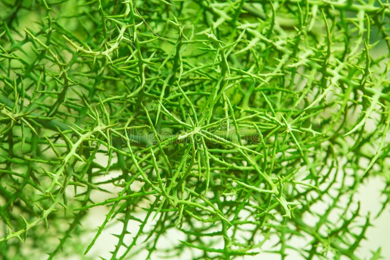 Sharp thorn green stock image. Image of isolated, gardening - 97443427