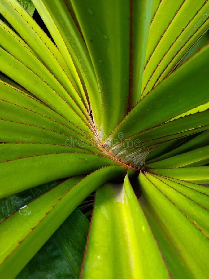 Sharp Thorn on Leaf Close-up Stock Photo - Image of jungle, plant ...