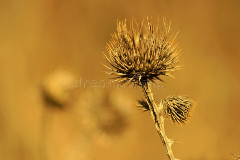 Sharp Thorn Plant Growing in Blurry Brown Field Stock Image - Image of ...